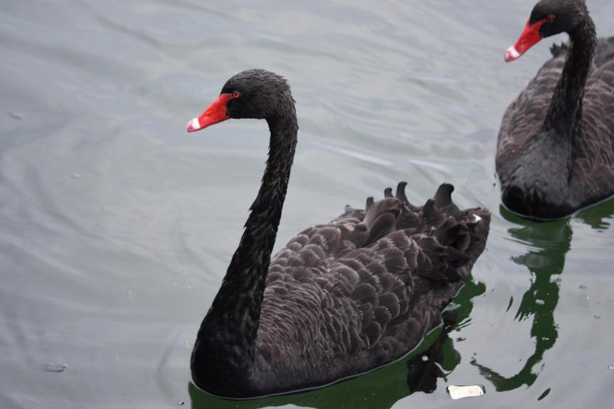 Rare sight of black swans, native to Australia, spotted in Rainbow ...
