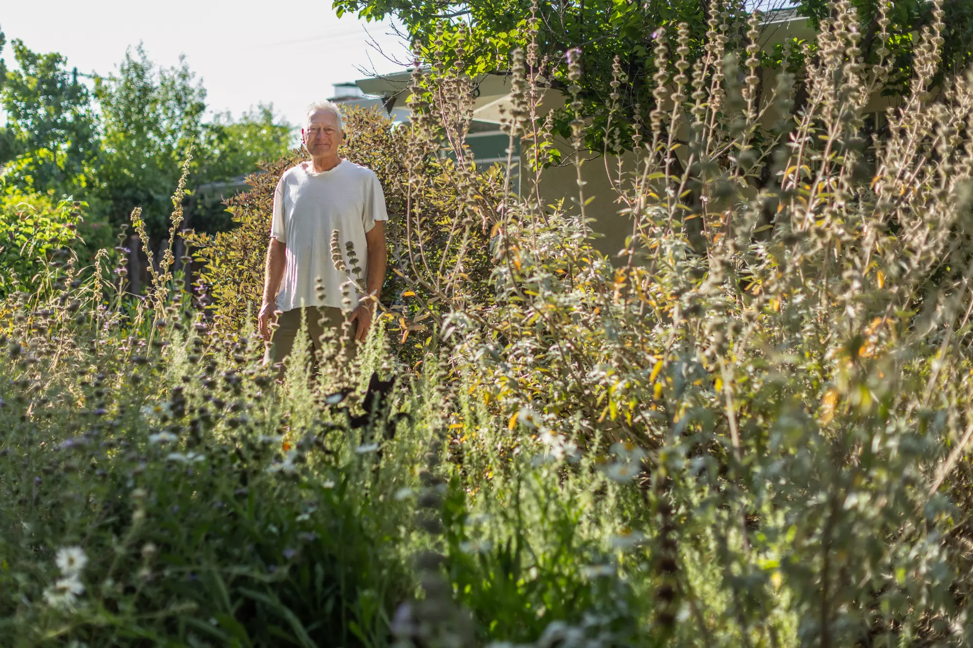In a hot L.A. neighborhood full of brown lawns, his DIY native plant ...