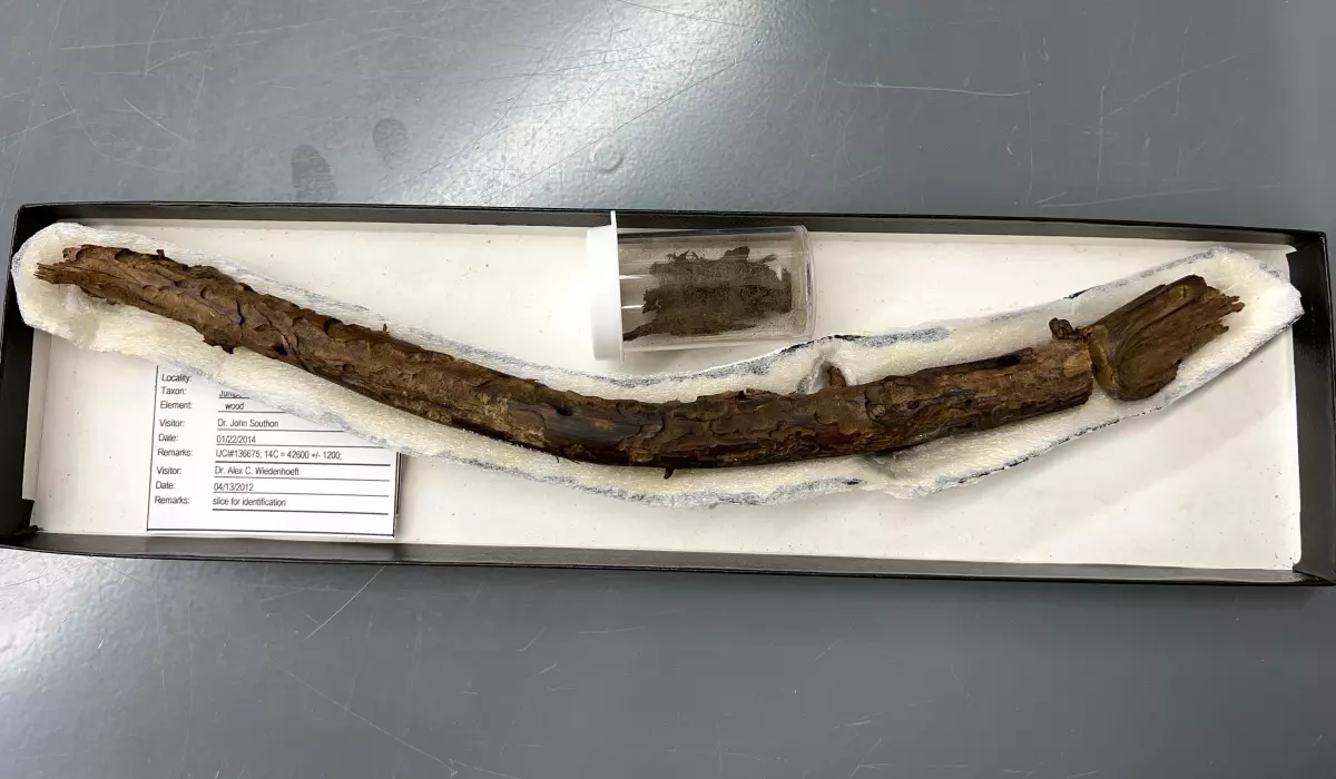 57 California native plants that survived the Ice Age to live on today ...