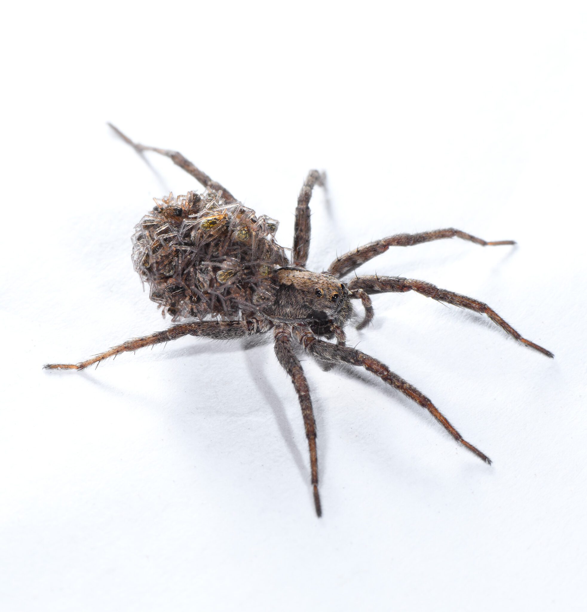 Mom with her spiderlings - Gottlieb Native Garden