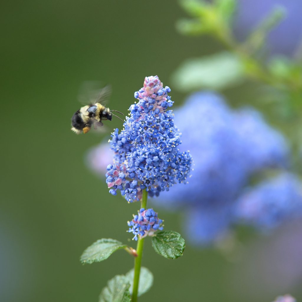 First Native Bee for the 2019 Season! - Gottlieb Native Garden
