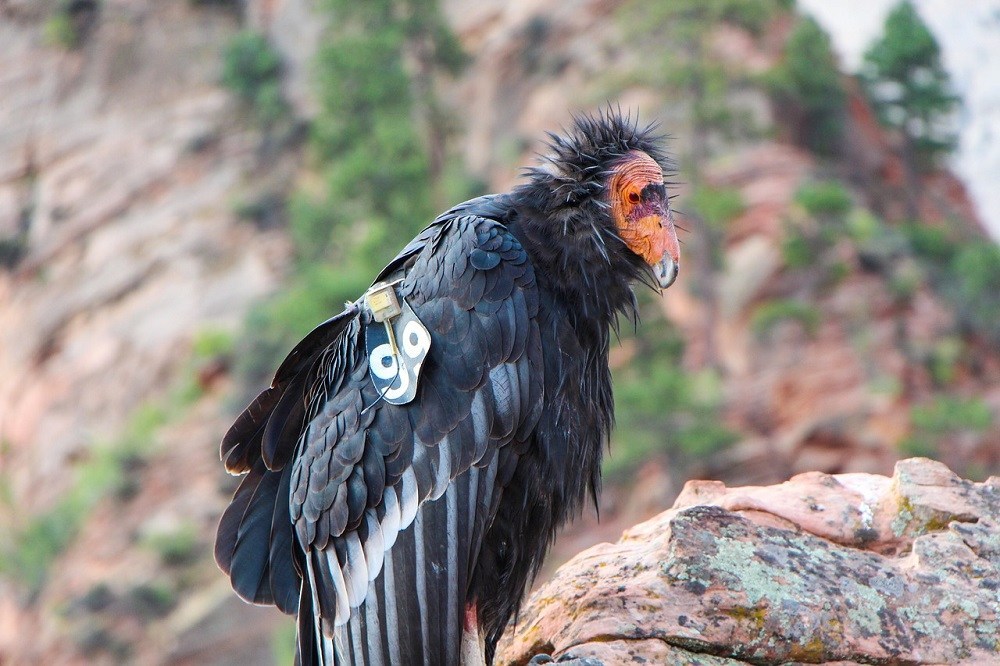 Feds Help California Condors Expand Into Historic West Coast Range ...