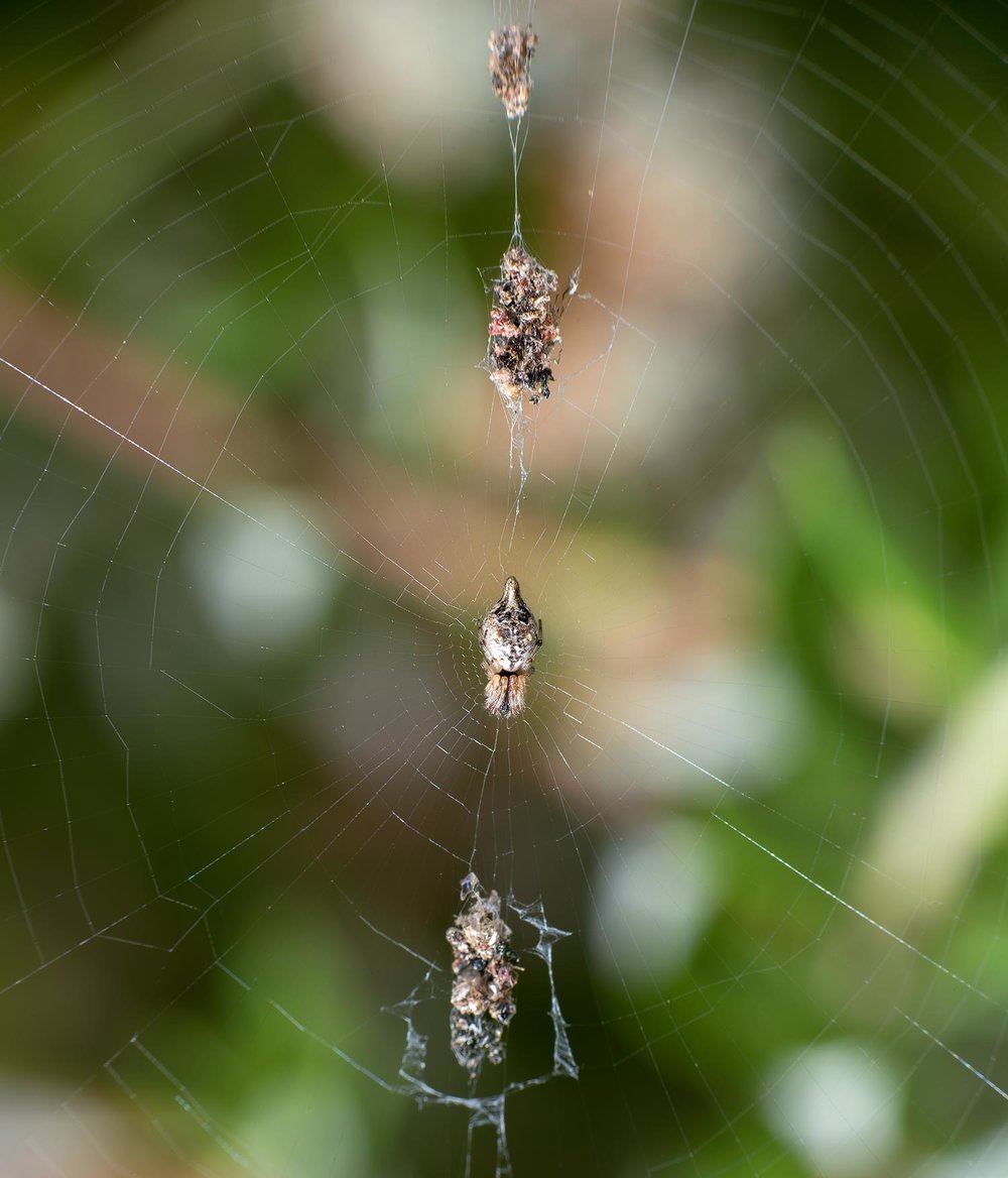 Tiny Trashline Orbweavers - Gottlieb Native Garden