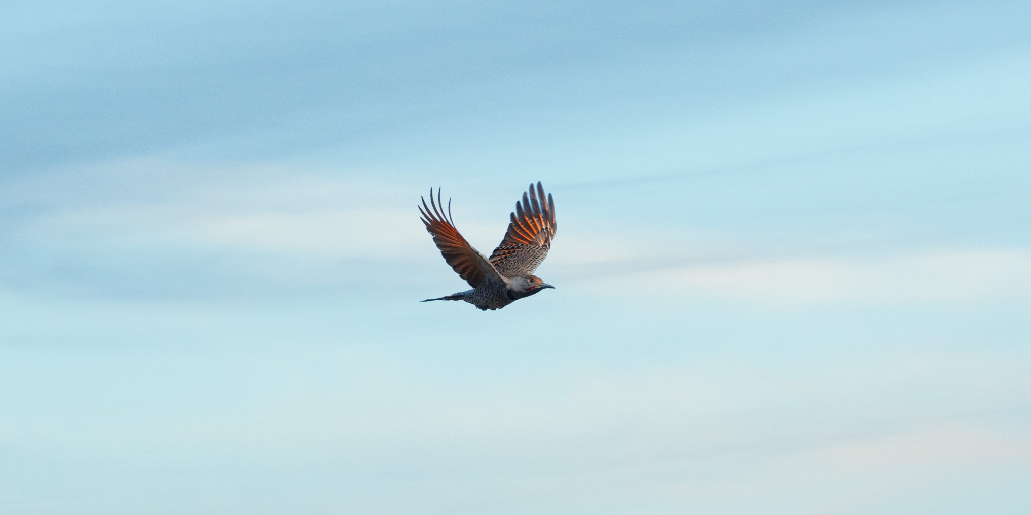 Northern Flicker - Gottlieb Native Garden