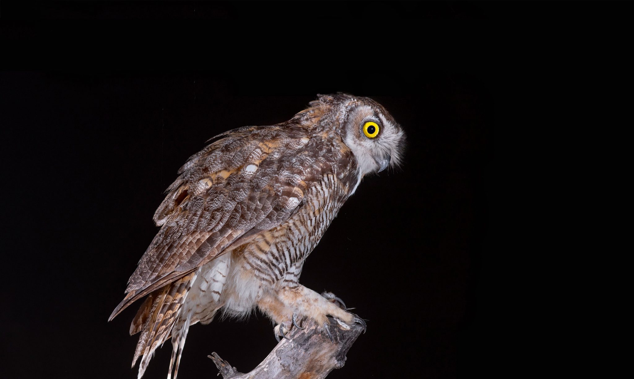 a formidable winged predator - Gottlieb Native Garden