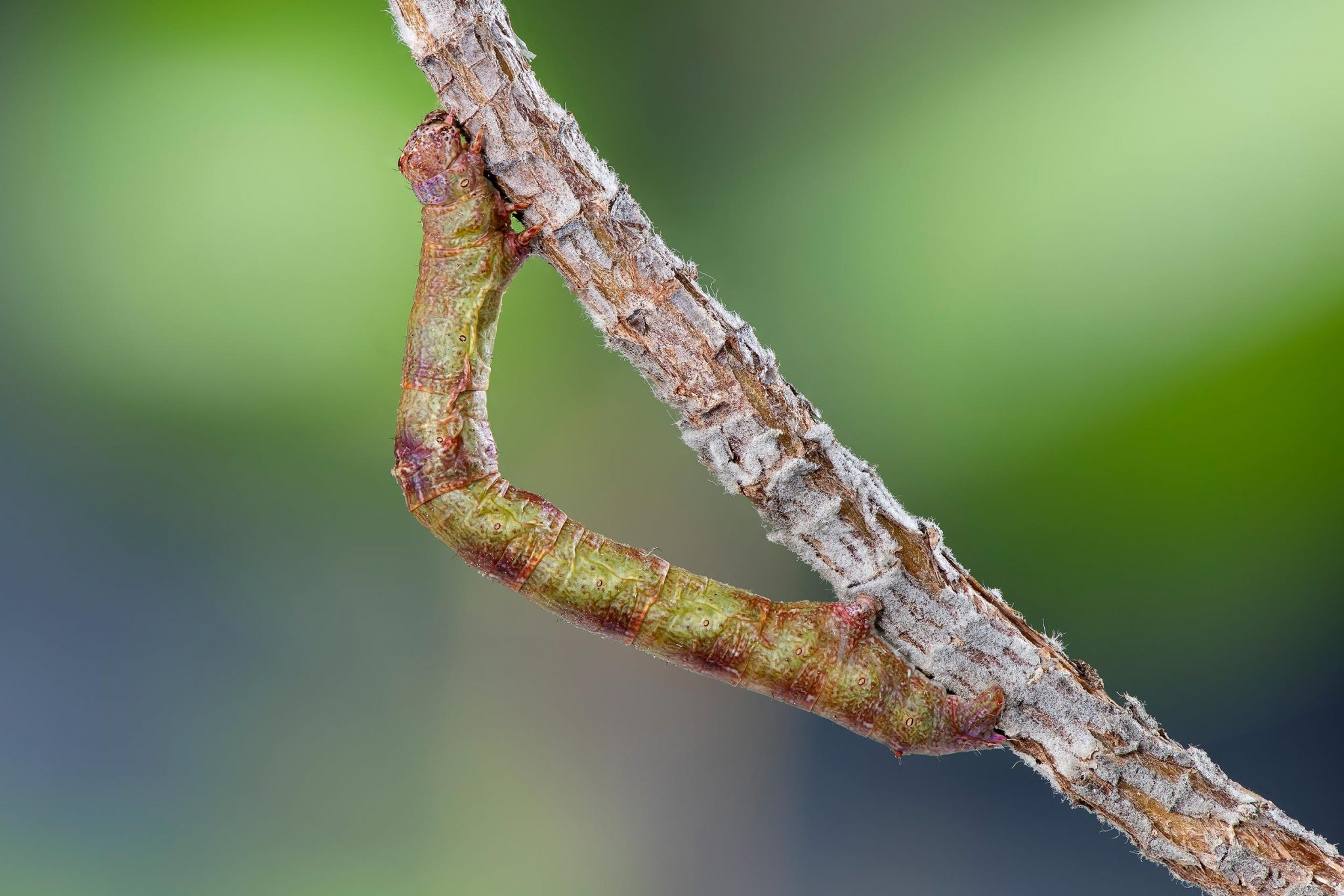 Geometrid Moth Caterpillar - Gottlieb Native Garden