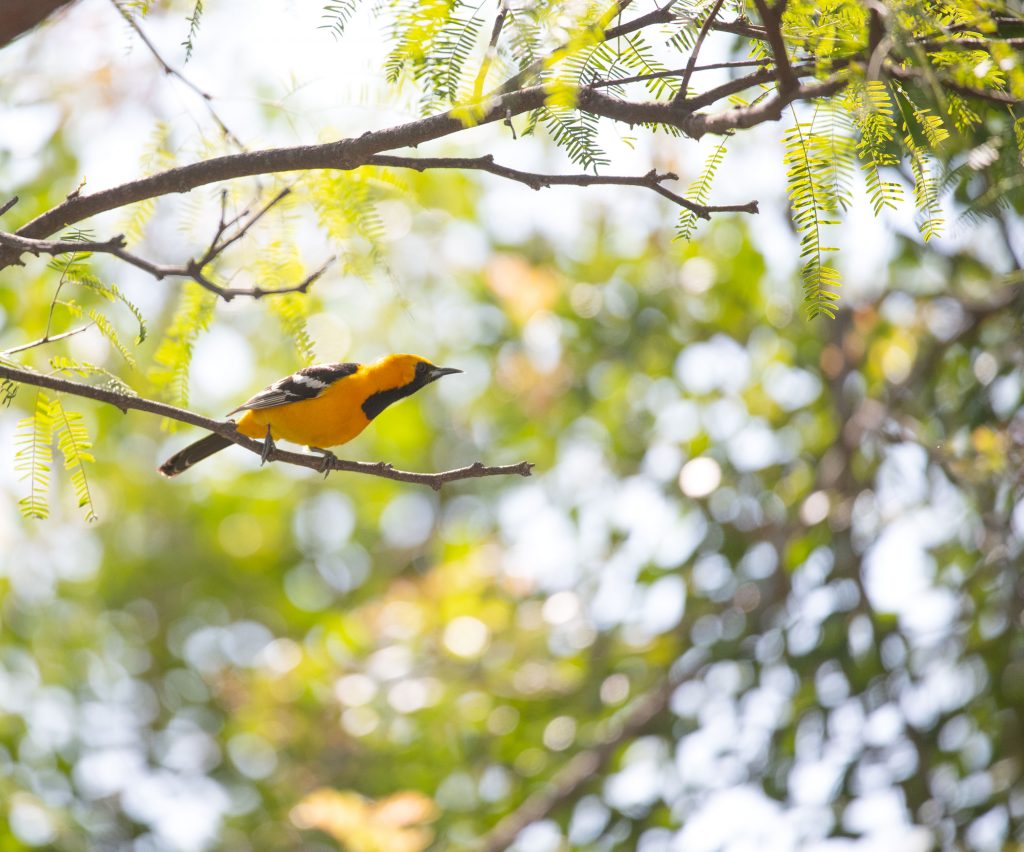 First Oriole of the season - Gottlieb Native Garden