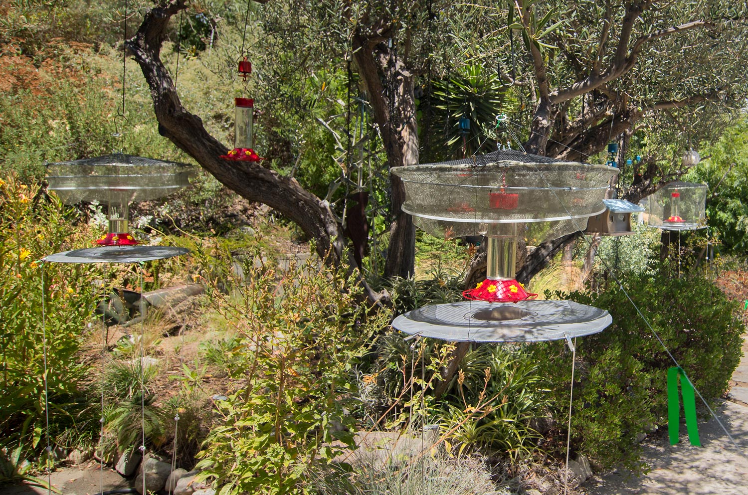 Hummingbird Study - Gottlieb Native Garden