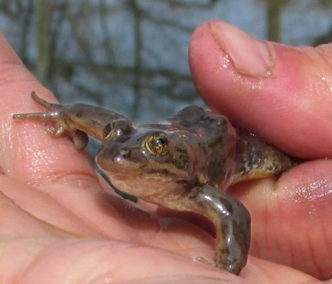 In the Mountains and Deserts of Utah, Columbia Spotted Frogs Are ...