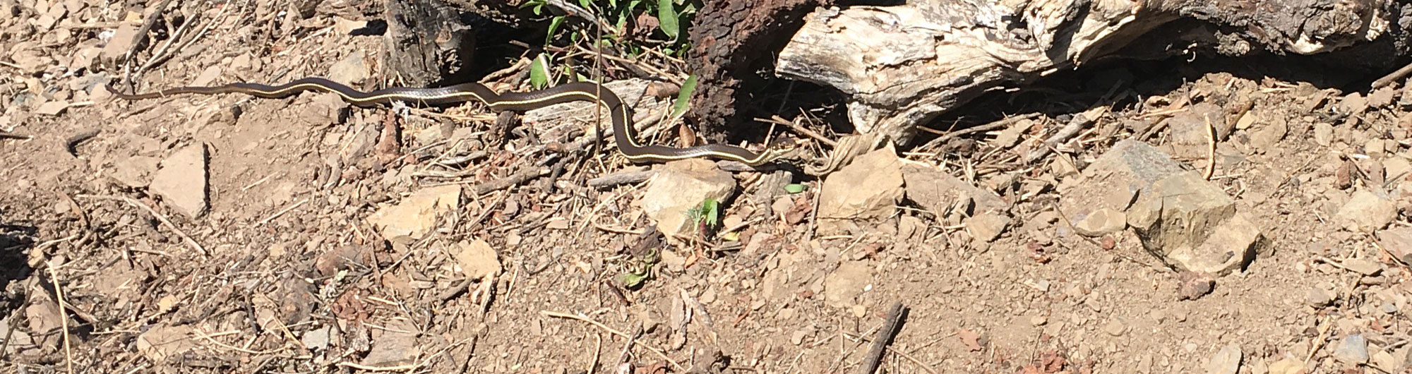 Striped Racer - Gottlieb Native Garden