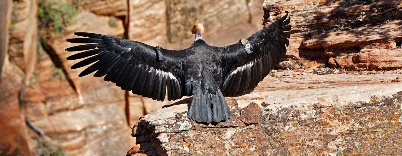 The 1,000th California condor chick in a decadeslong restoration ...