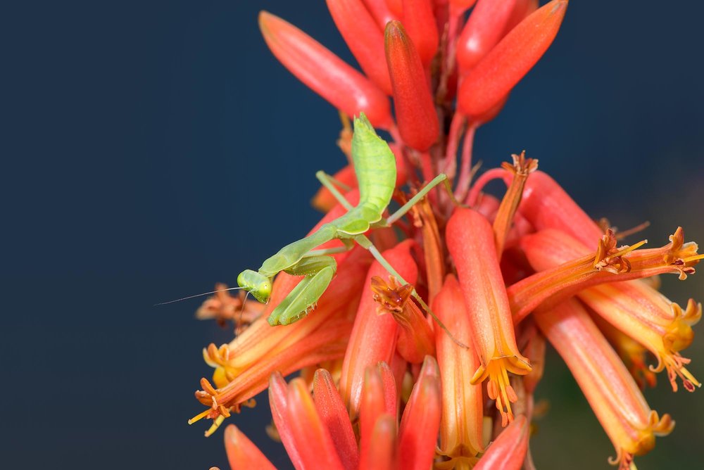 Bordered Mantis - Gottlieb Native Garden