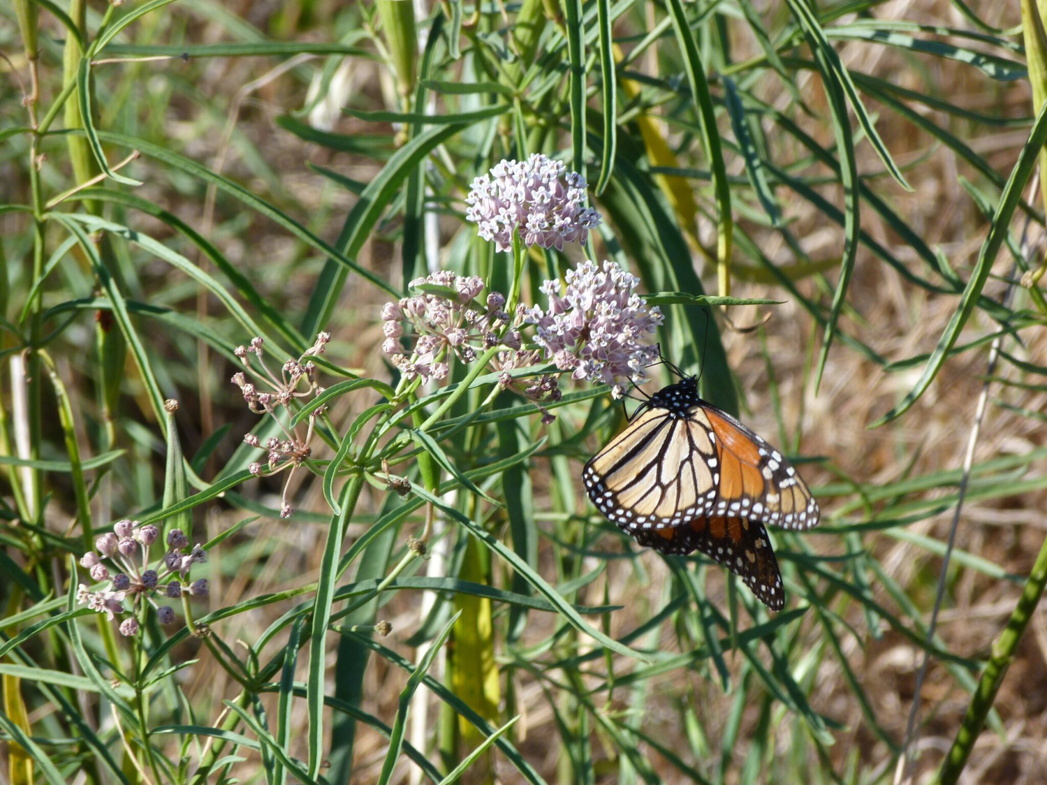 Milkweed Giveaway To Attract Monarch Butterflies Sunday Gottlieb
