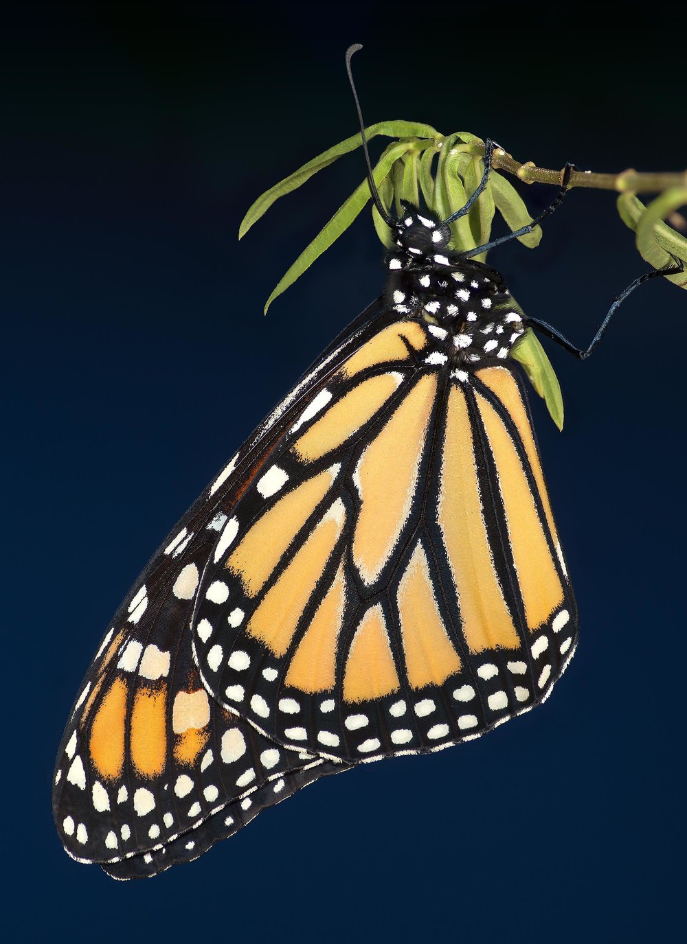 Monarchs are Still Visiting the Garden - Gottlieb Native Garden