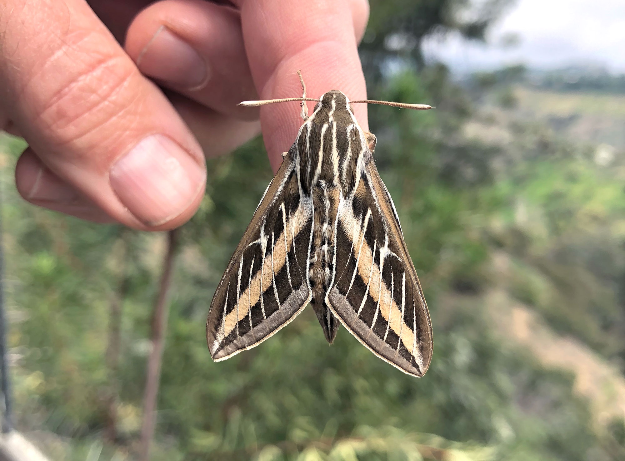 White-lined Sphinx Moths - Gottlieb Native Garden