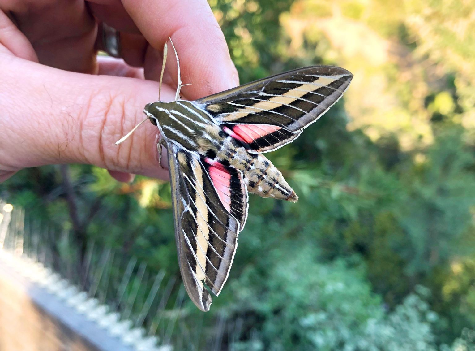 White-lined Sphinx Moths - Gottlieb Native Garden
