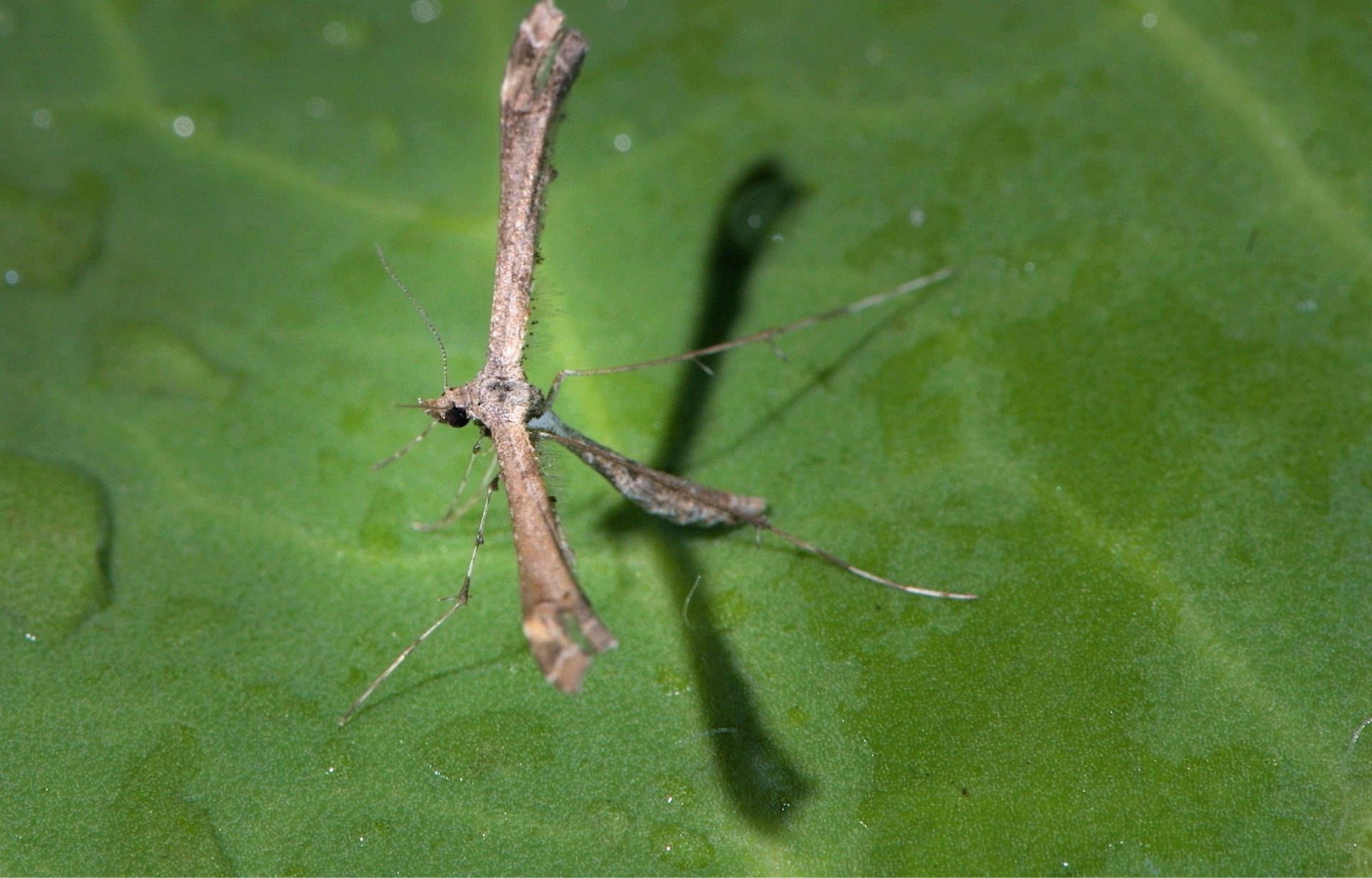 Plume Moth - Gottlieb Native Garden