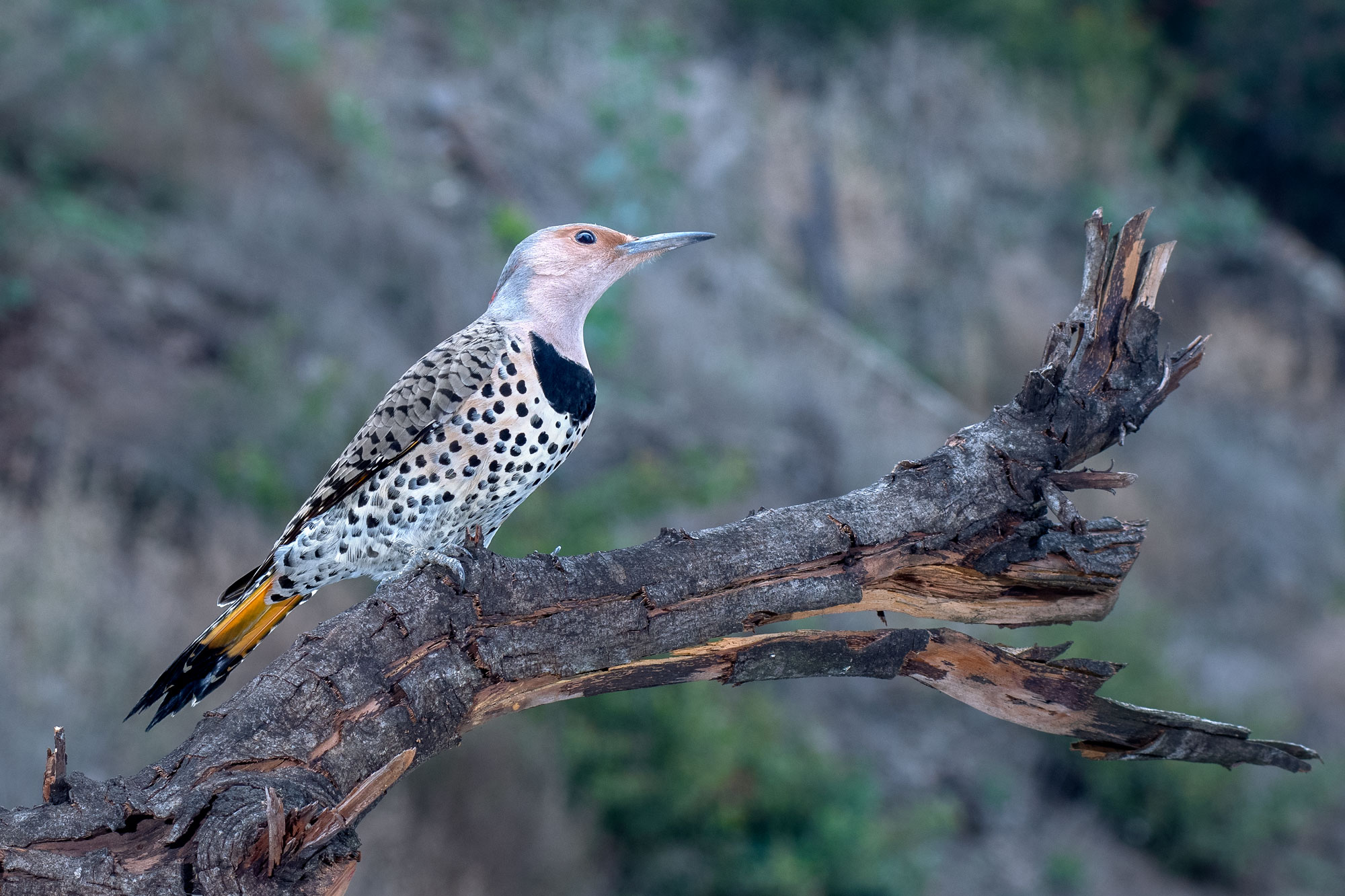 Northern Flicker - Gottlieb Native Garden