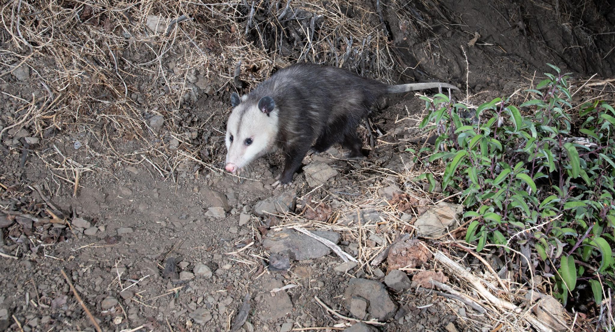 Virginia Opossums - Gottlieb Native Garden