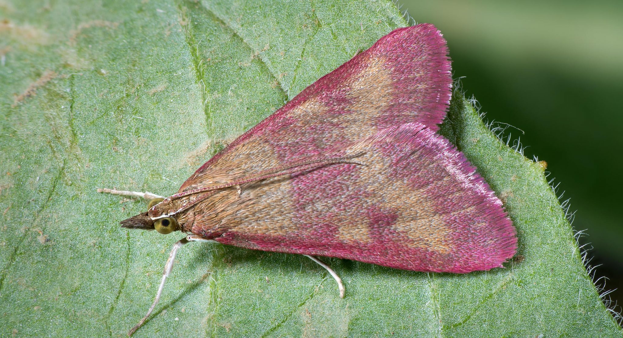 November Moths - Gottlieb Native Garden