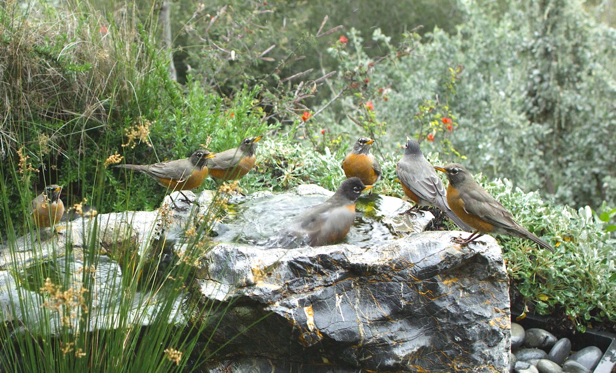 Robins, Robins and more Robins! - Gottlieb Native Garden