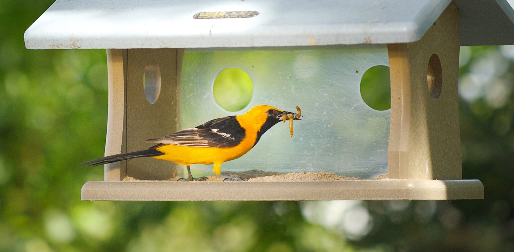 End of the 2023 Oriole season - Gottlieb Native Garden