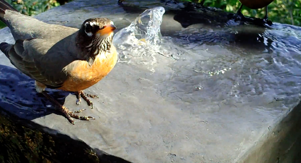 American Robins at the Fountain - Gottlieb Native Garden