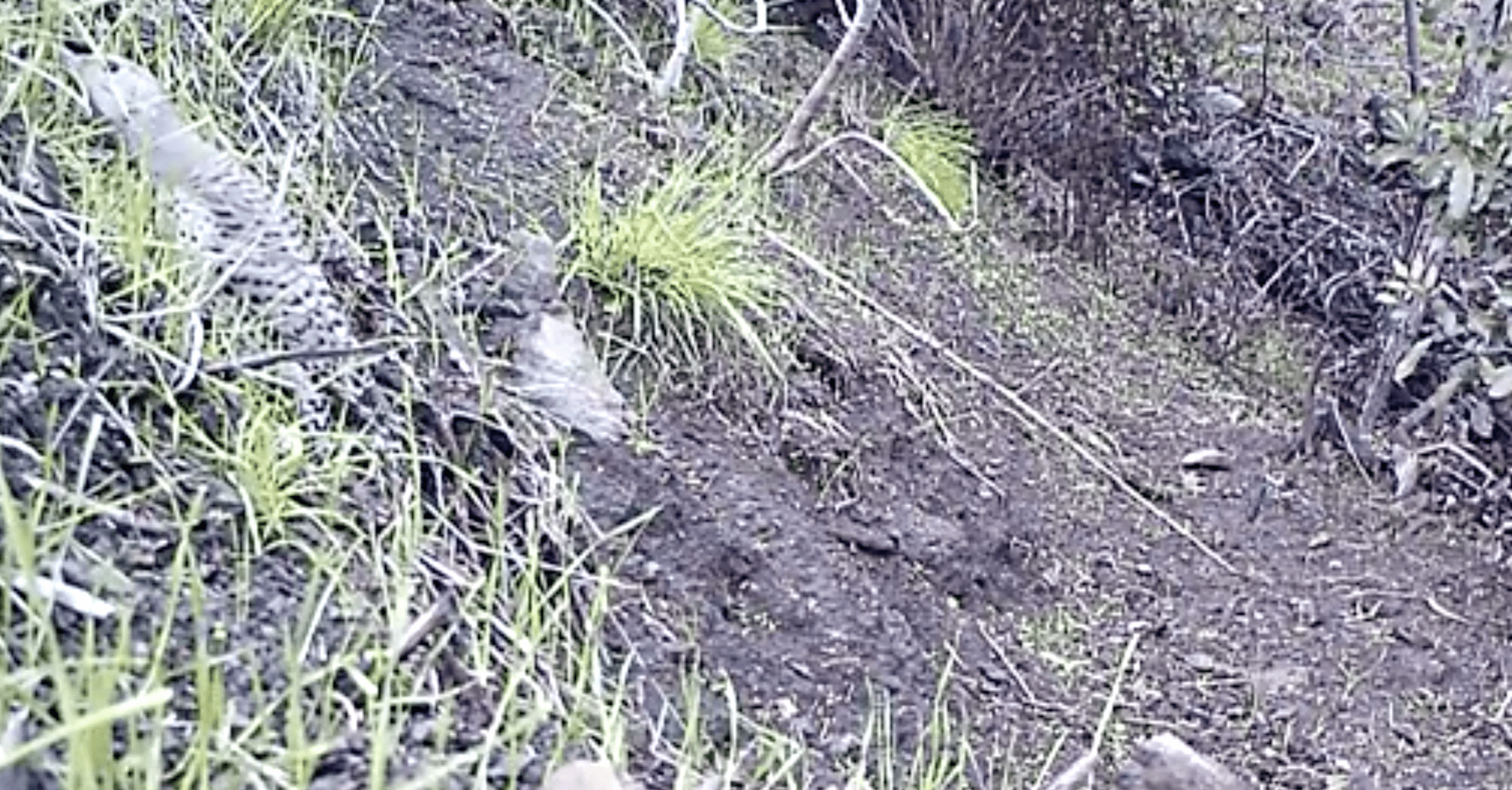 Female Flicker! - Gottlieb Native Garden