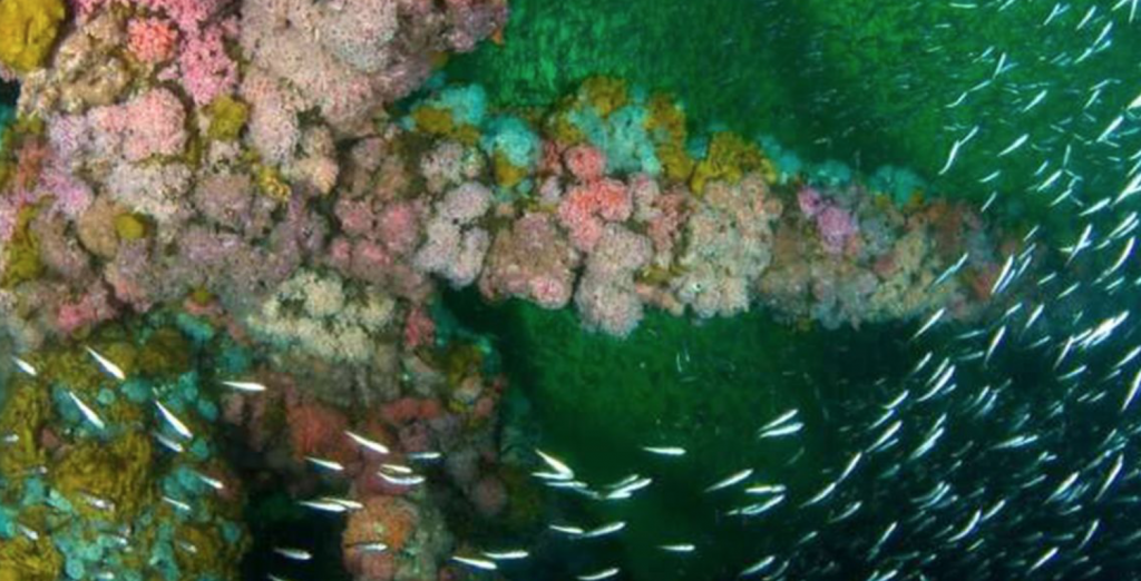 Retired Oil Rigs off the California Coast Could Find New Lives as ...