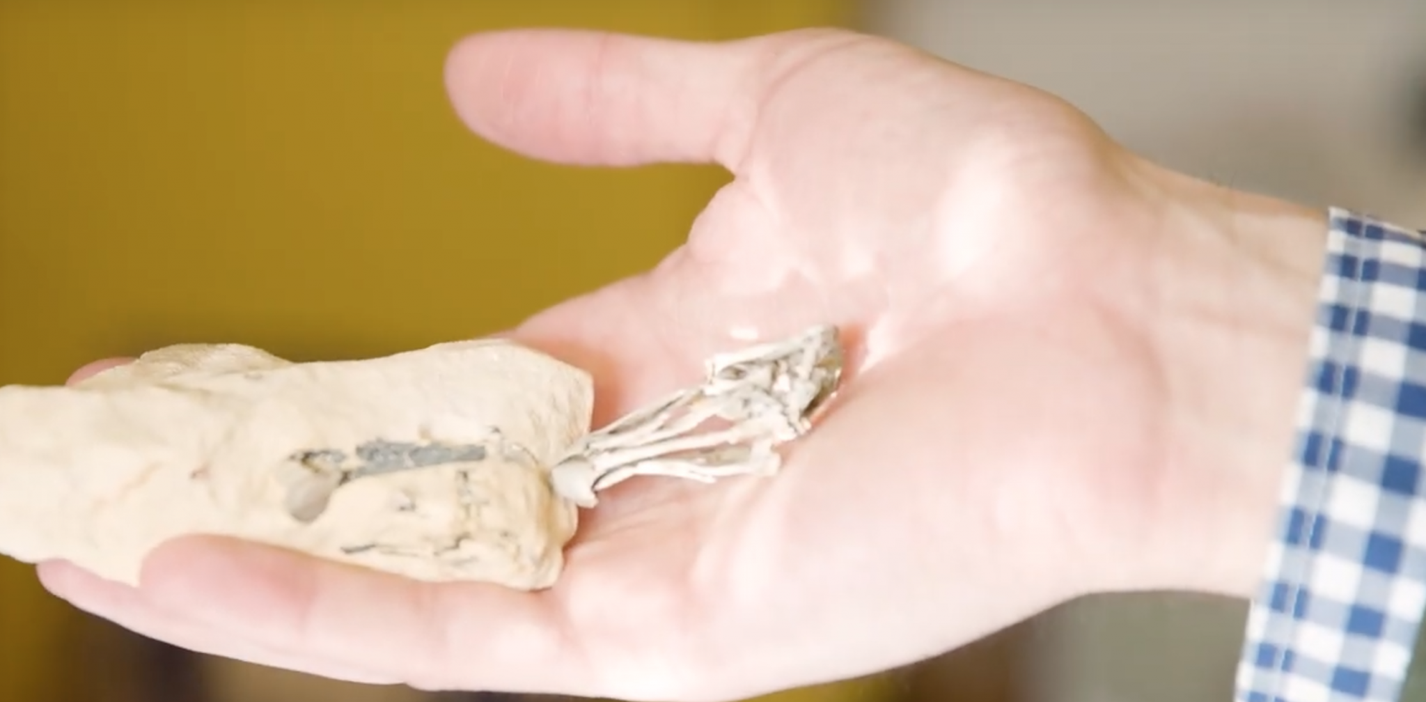 Newly Discovered Wonderchicken Is the Oldest Known Ancestor of Chickens ...