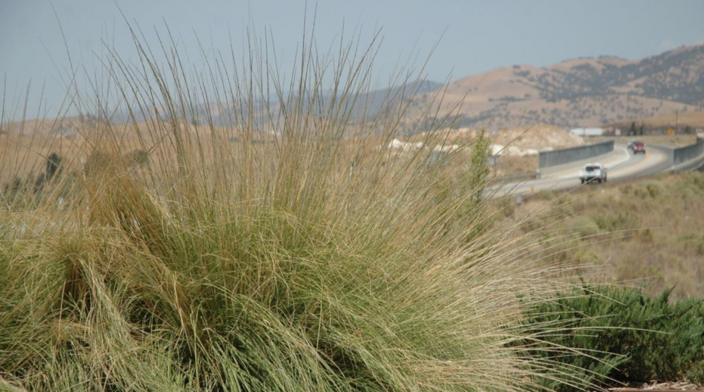 Pen in Hand: Deergrass: a beautiful California native that is woven ...