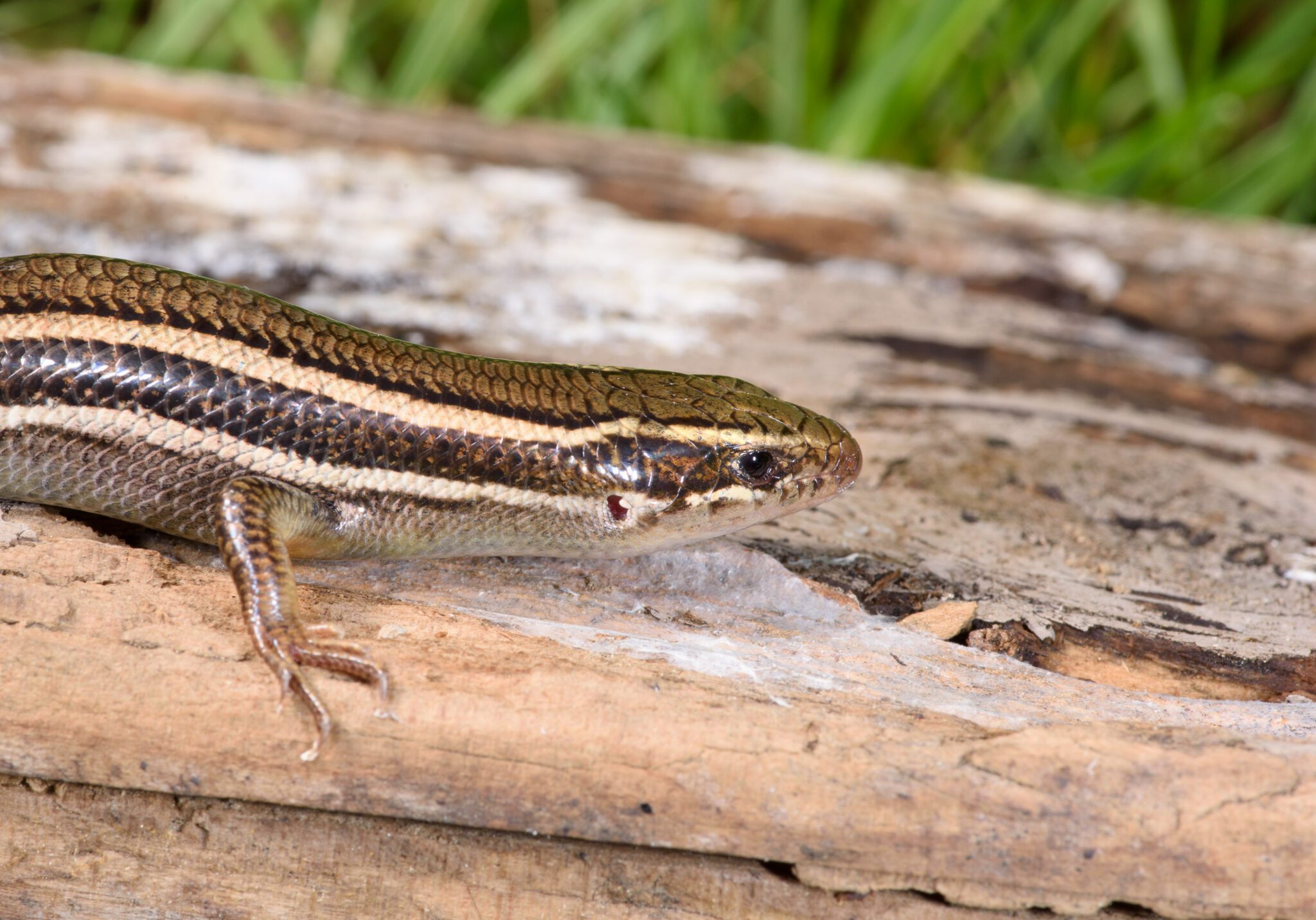 Skilton's Skink - Gottlieb Native Garden