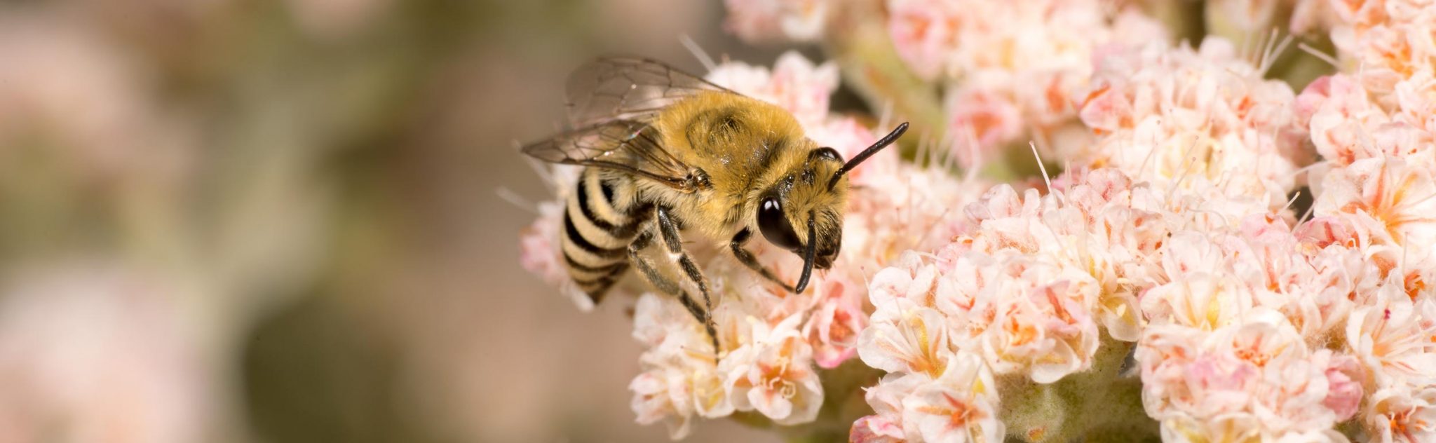 with summer comes the diversity of native bees - Gottlieb Native Garden