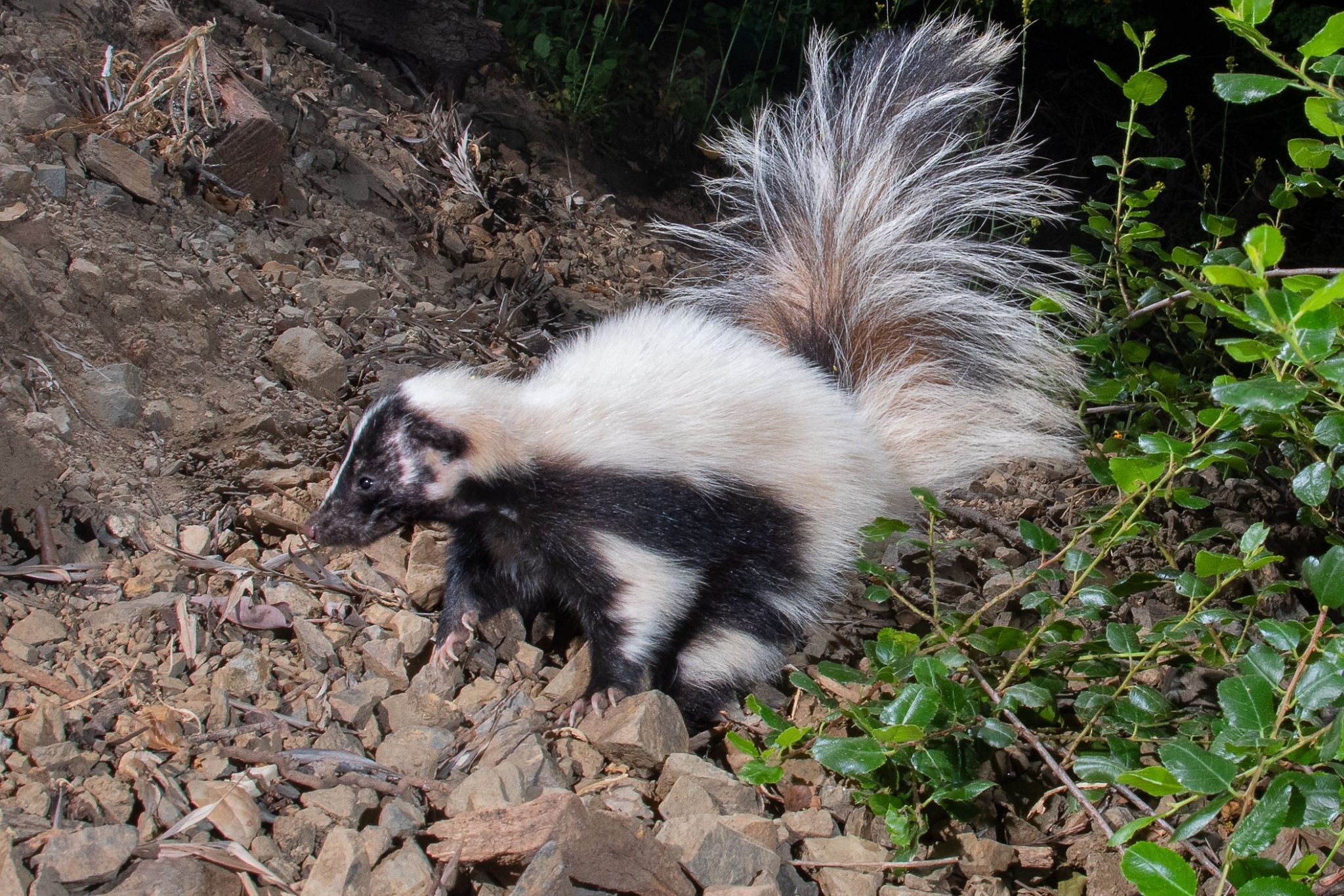 Unusual Striped Skunk - Gottlieb Native Garden