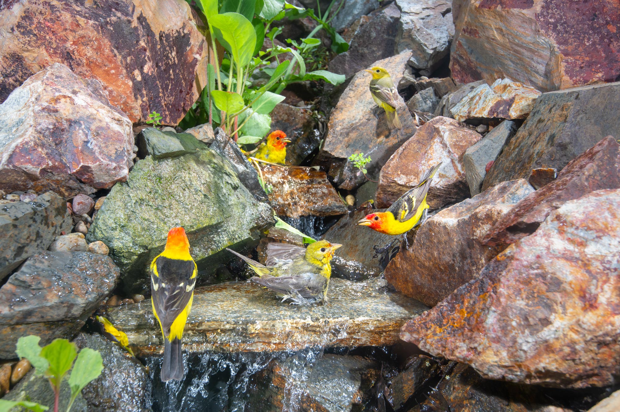 Western Tanager Migration - Gottlieb Native Garden