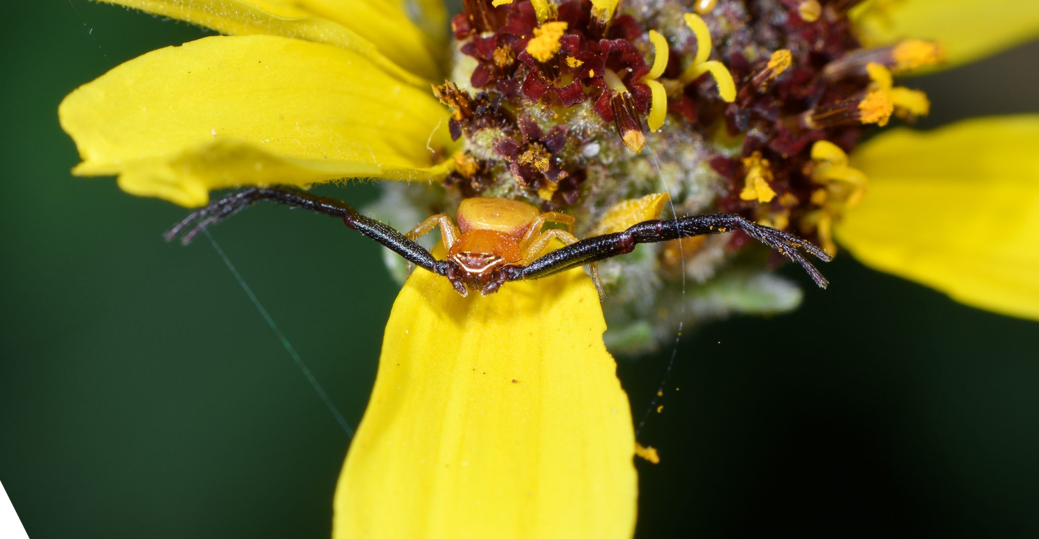 White-banded crab spider part 2 - Gottlieb Native Garden