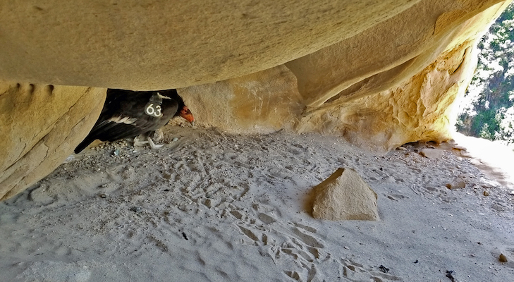 WATCH WILD ENDANGERED CALIFORNIA CONDOR CHICK LIVE ON 'CONDOR CAM ...