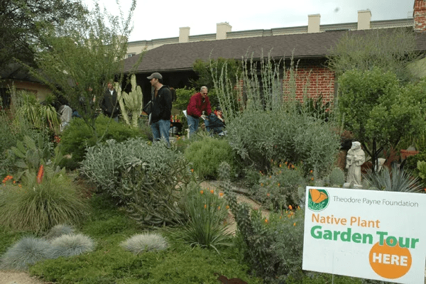 Santa Monica patio packed with more than 150 California-native plants ...