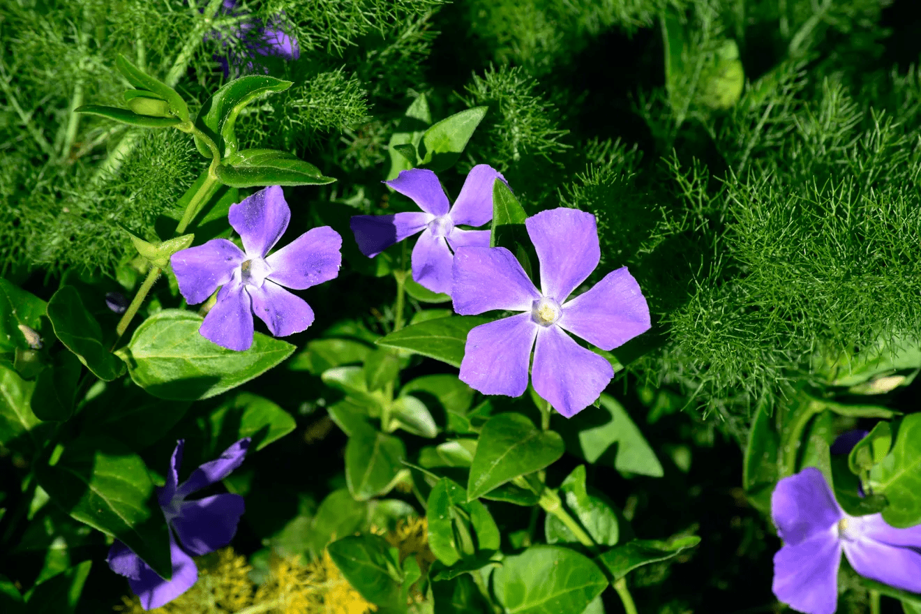 Don't plant a problem in your garden: What to know about invasive ...