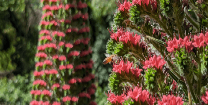 Homeowner shows off their ‘stunning’ native lawn transformation ...