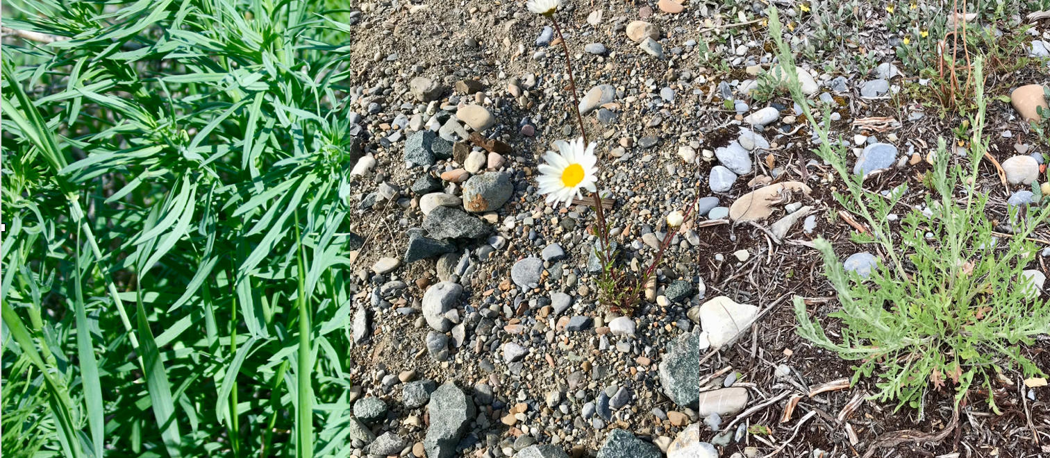 EDUCATION: THE FIRST STEP IN MANAGING INVASIVE PLANTS - Gottlieb Native ...