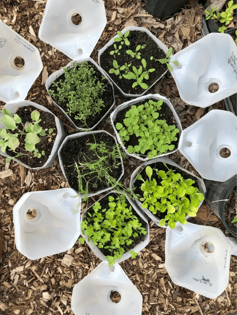 Native Gardening with Jimmy: Grow a thrifty native garden with winter ...