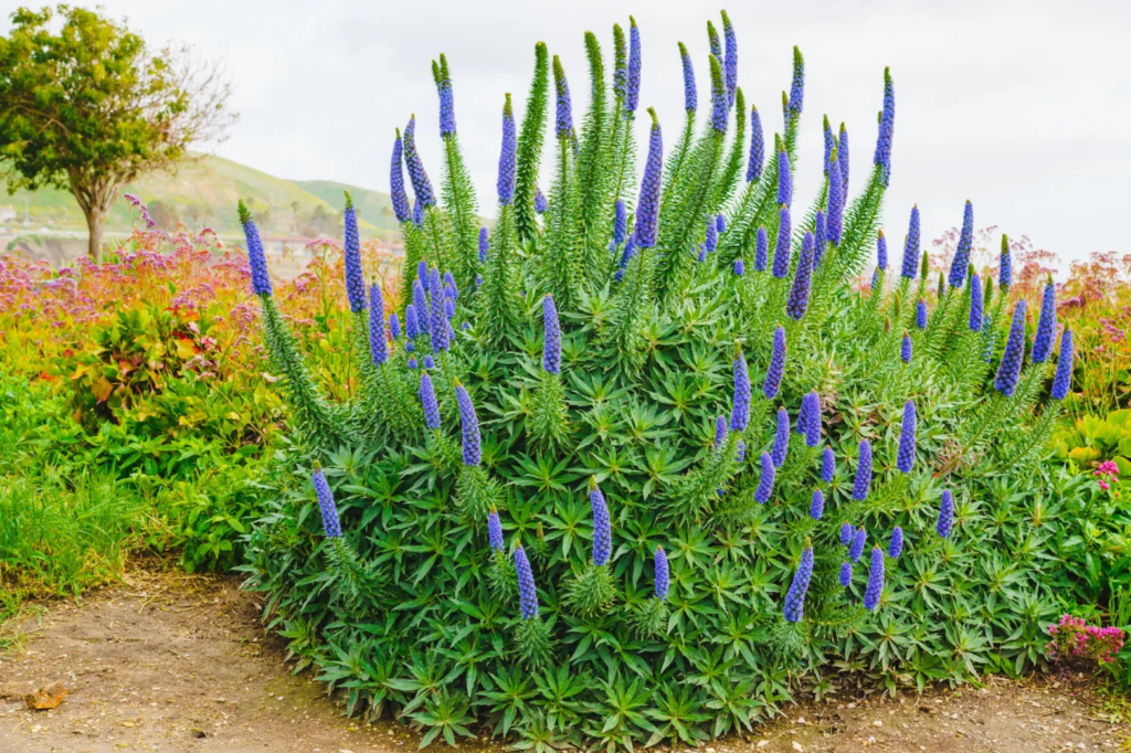What you need to know about buying and planting California native ...