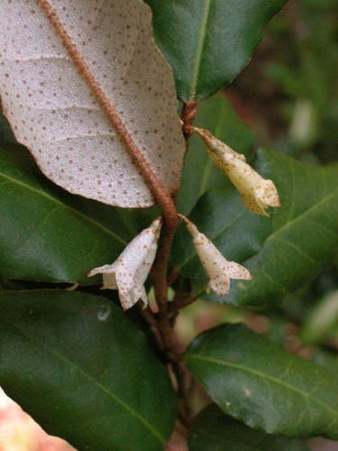 Ornamental shrub grows out of control, pushes out native plants ...