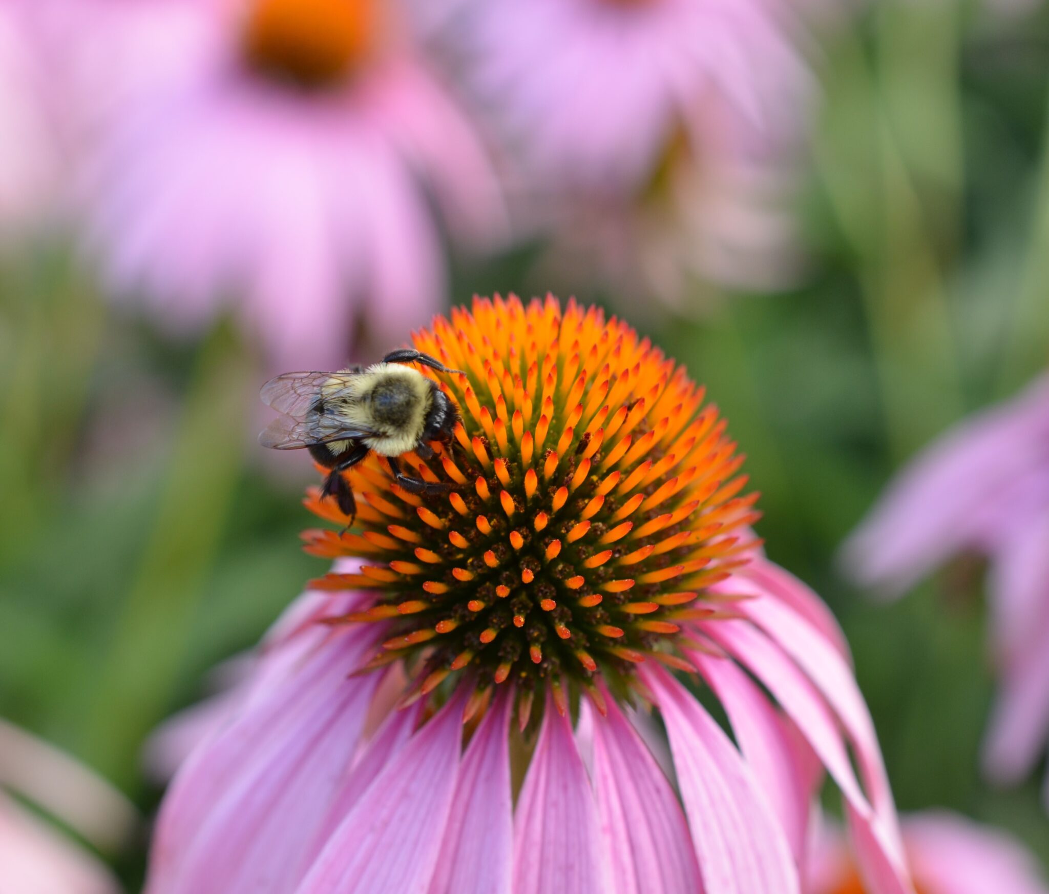 CDFA AWARDS $12.25 MILLION FOR THE POLLINATOR HABITAT PROGRAM ...