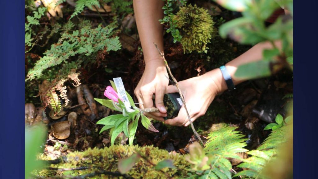 Hawai‘i collaborating to keep rare native plant wild - Gottlieb Native ...
