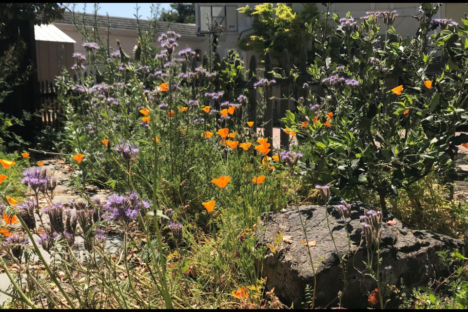 Blog: The beauty and benefits of gardening with native plants ...