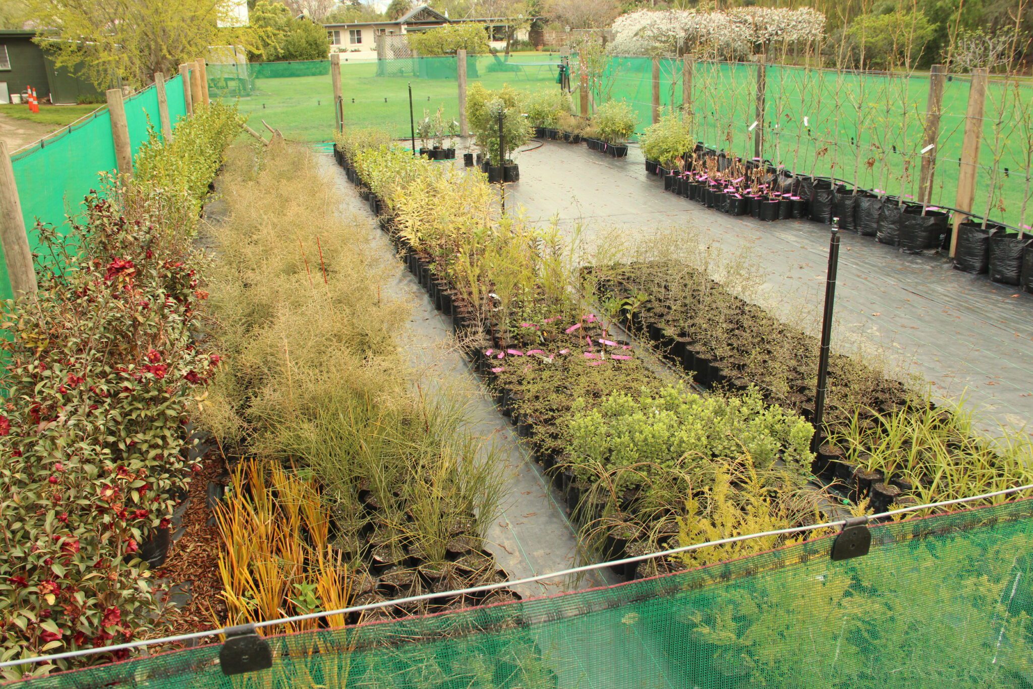 New Zealand: Native plant nursery to focus on serving people in need ...