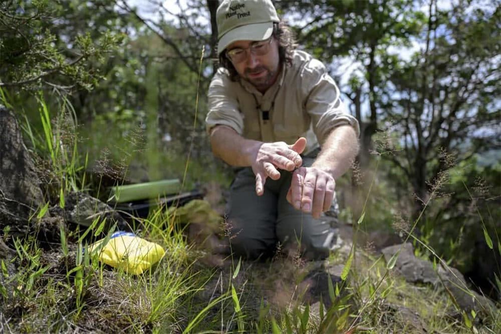 Across New England, a group is working to find – and save – native ...