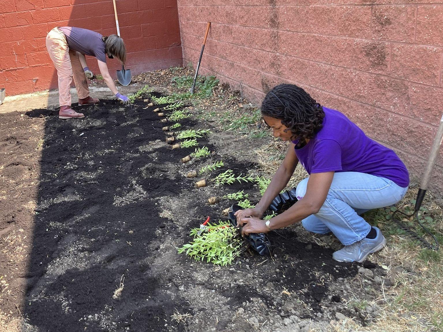 Penn State Extension praised by state for native plant gardens in ...